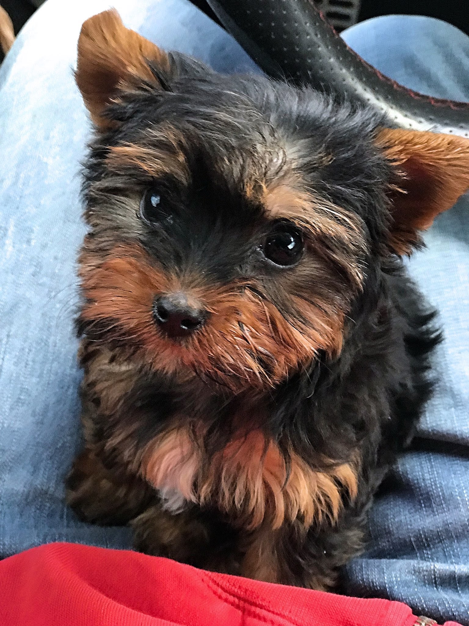 Amanda's Adorable Yorkies
